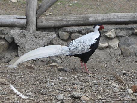Criadero Los Maitenes ::: GALLIFORMES