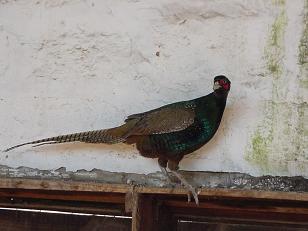 Criadero Los Maitenes ::: GALLIFORMES