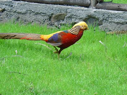 Criadero Los Maitenes ::: GALLIFORMES