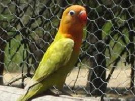 Criadero Los Maitenes ::: AGAPORNIS