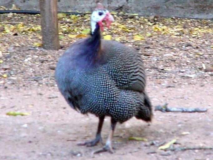 Criadero Los Maitenes ::: GALLIFORMES