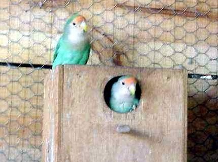 Criadero Los Maitenes