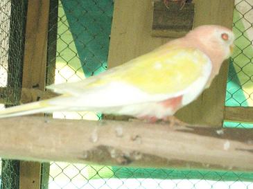 Criadero Los Maitenes ::: NEOFEMAS