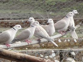 Criadero Los Maitenes ::: PALOMAS