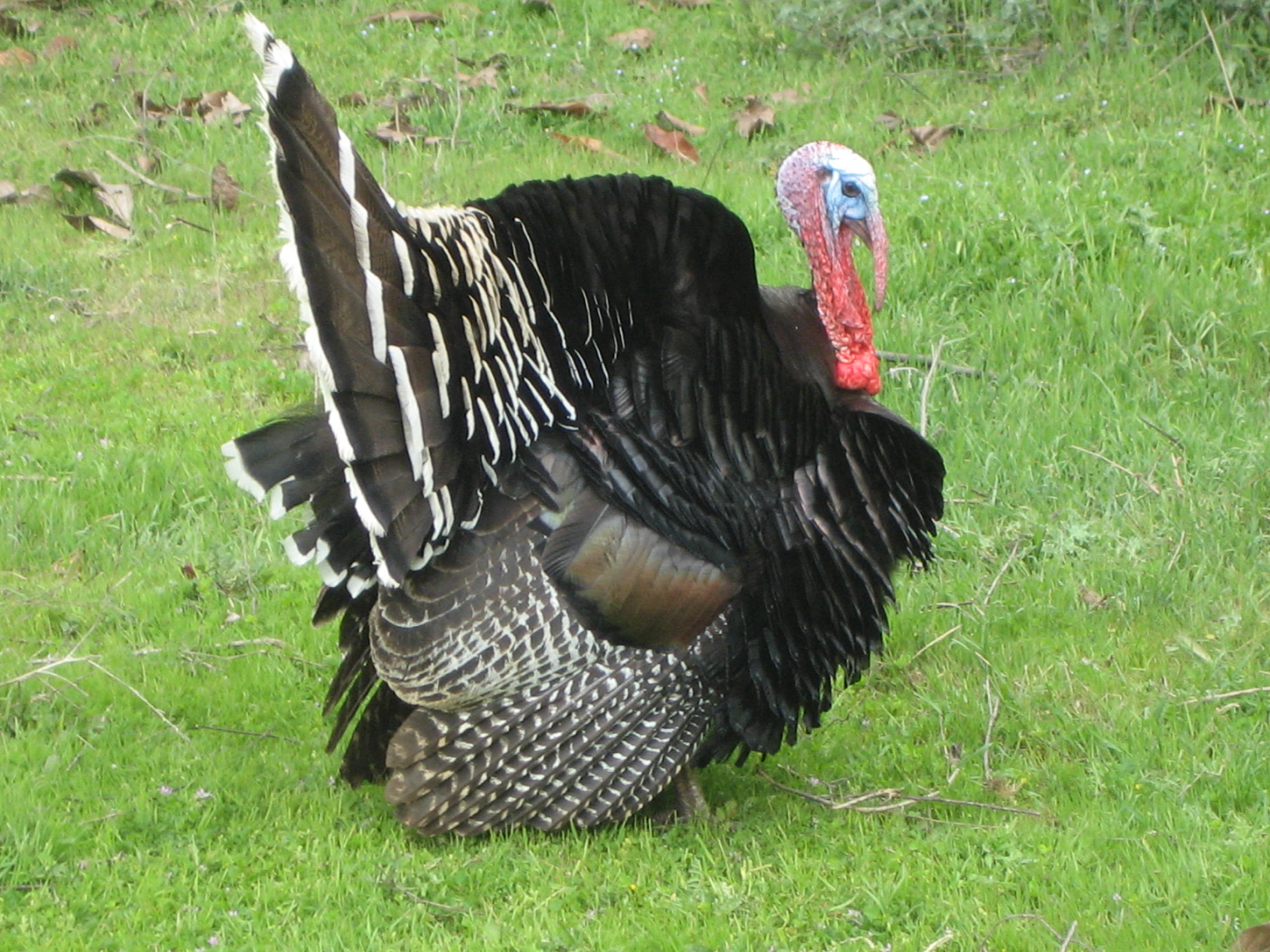 Criadero Los Maitenes ::: GALLIFORMES