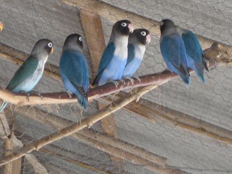 Criadero Los Maitenes ::: AGAPORNIS