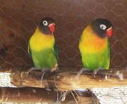 Criadero Los Maitenes ::: AGAPORNIS