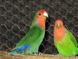 Criadero Los Maitenes ::: AGAPORNIS