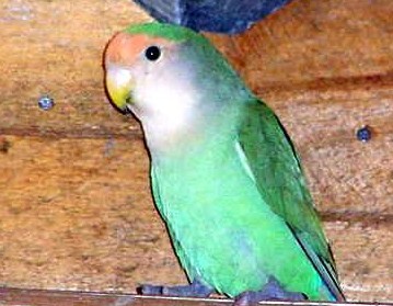 Criadero Los Maitenes ::: AGAPORNIS