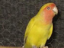 Criadero Los Maitenes ::: AGAPORNIS