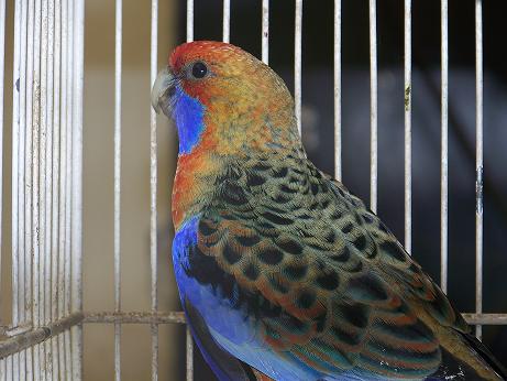 Criadero Los Maitenes ::: ROSELLAS