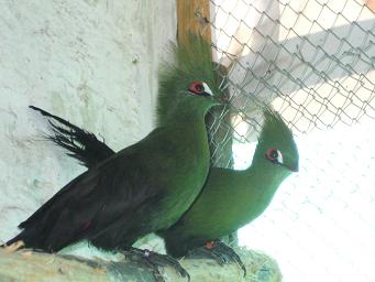 Criadero Los Maitenes ::: TURACOS